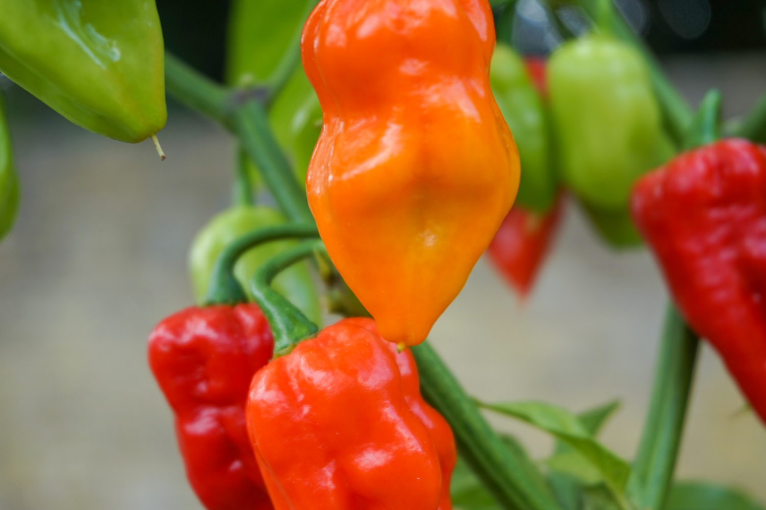 Chilli Fest - Positively Putney